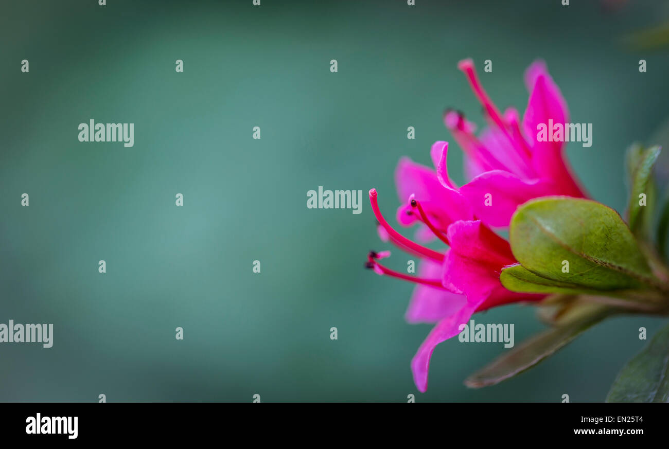 Azalea evergreen shrub hi-res stock photography and images - Alamy