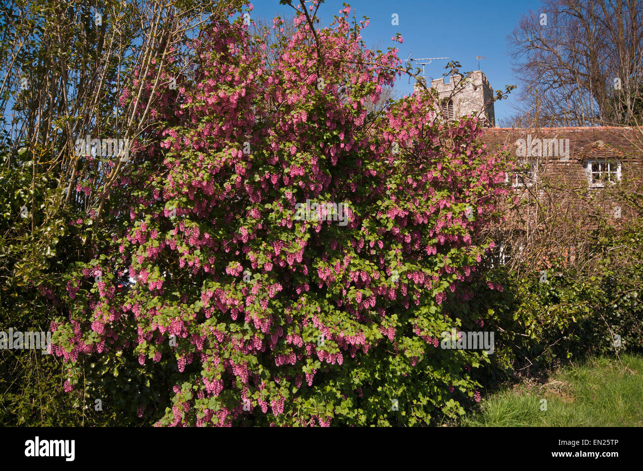 Red Flowering Currant Shrub Ribes Sanguineum Stock Photo - Alamy