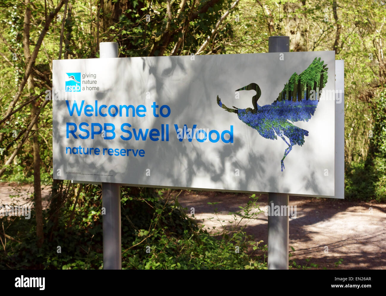 Nature reserve and heronry at Swell Wood, Somerset run by RSPB Stock ...
