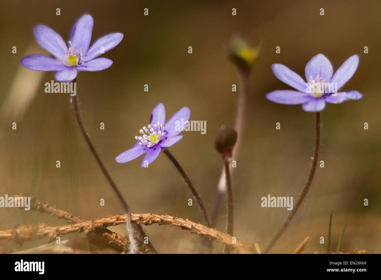 Hepaticas hi-res stock photography and images - Alamy