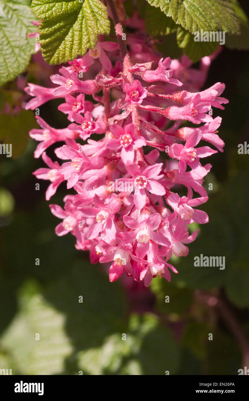 Flowers Of The Red Flowering Currant Shrub Ribes Sanguineum Stock Photo ...