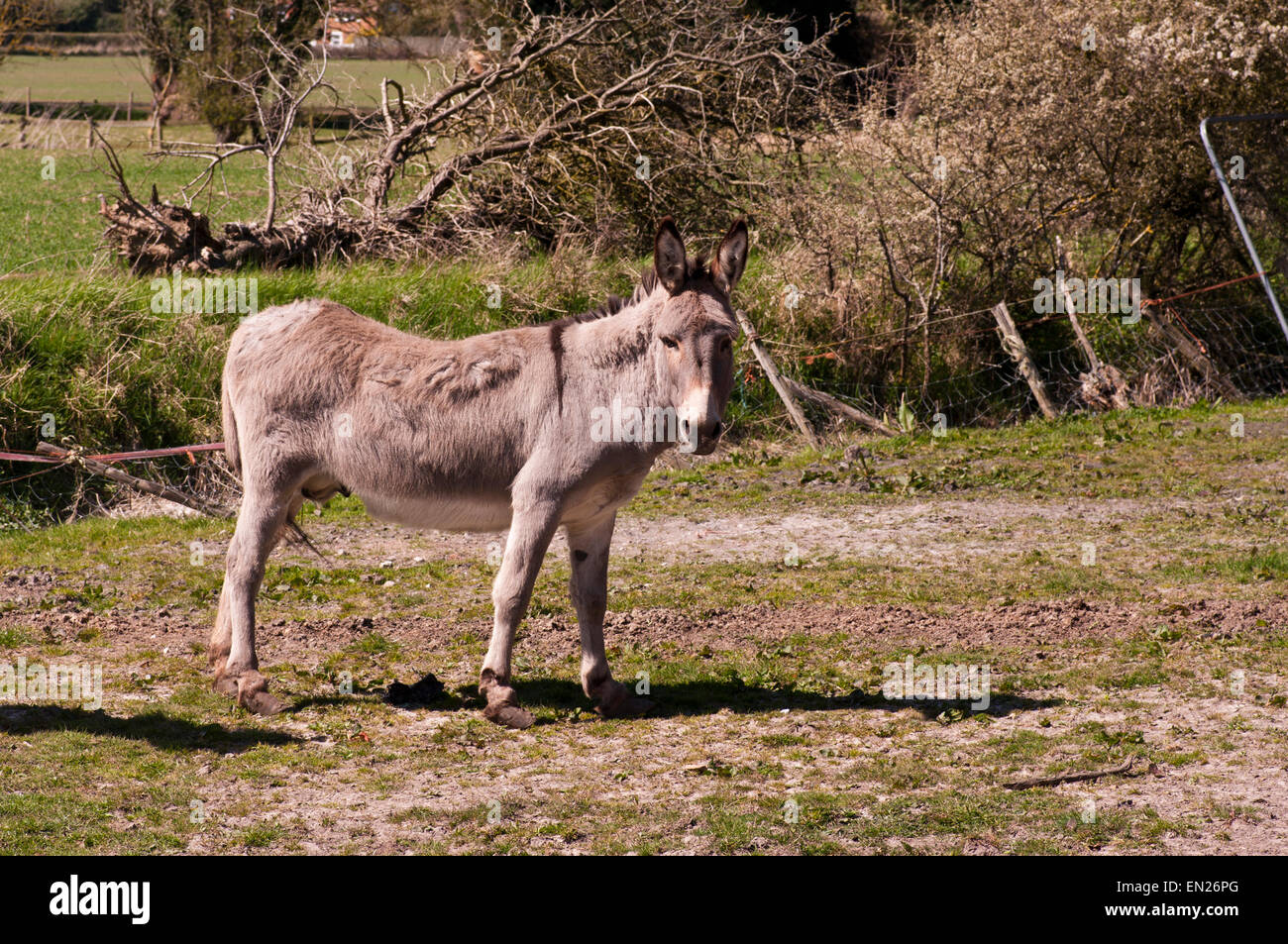 Side View Of A Donkey Stock Photo - Alamy