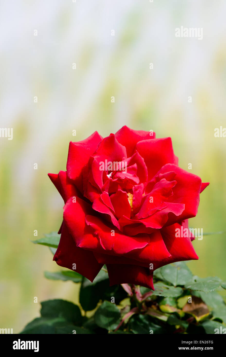 Bright red rose Stock Photo - Alamy