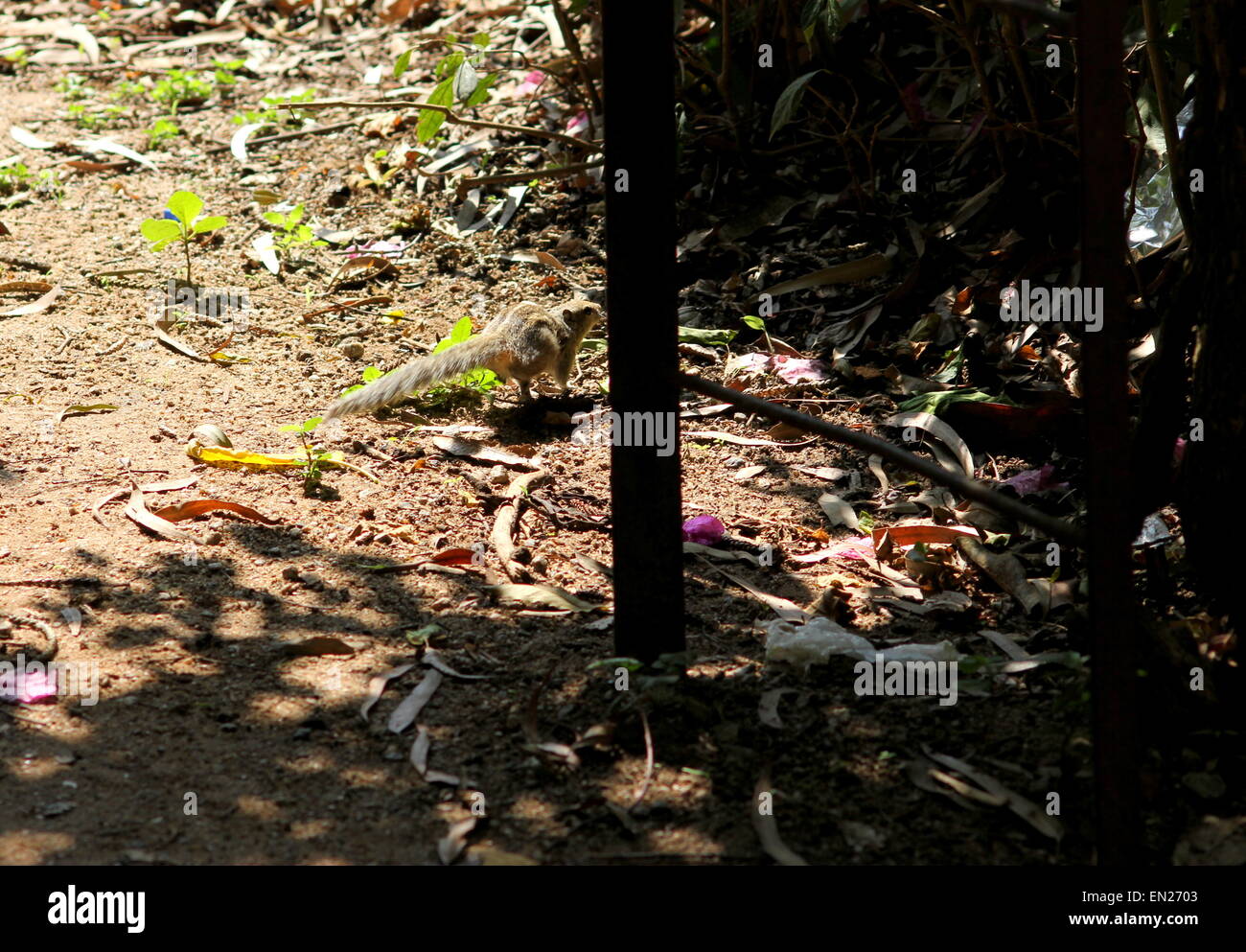 Hoppity High Resolution Stock Photography and Images - Alamy