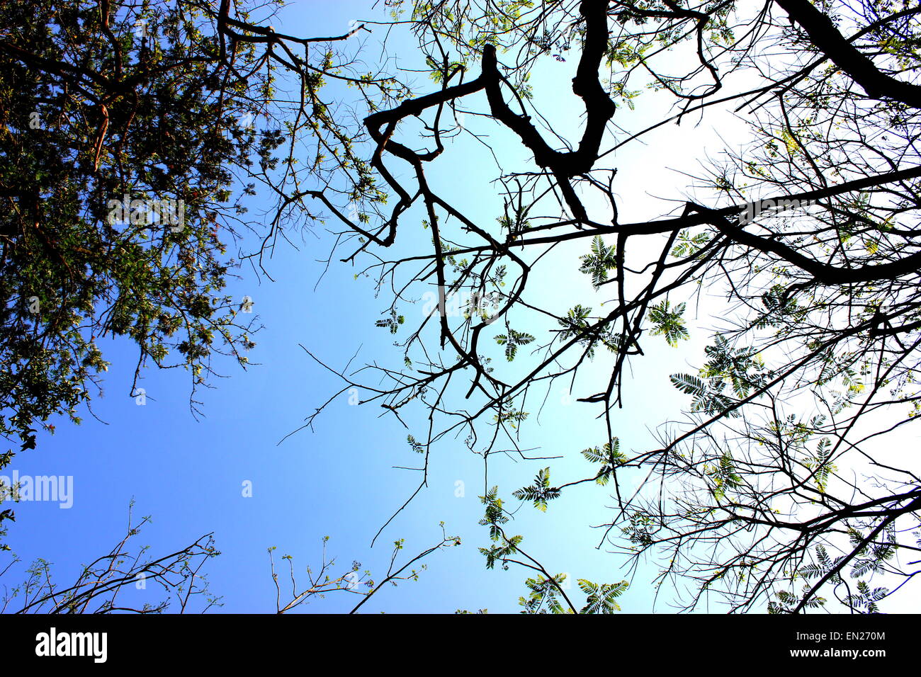 Look into the sky Stock Photo - Alamy