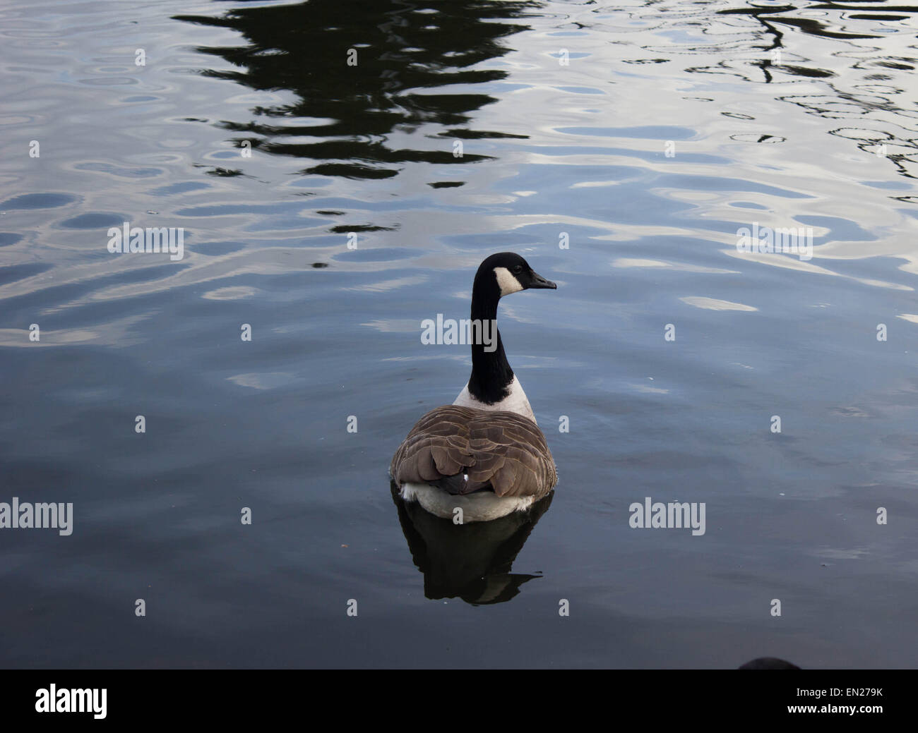 Black And Brown Duck High Resolution Stock Photography and Images - Alamy