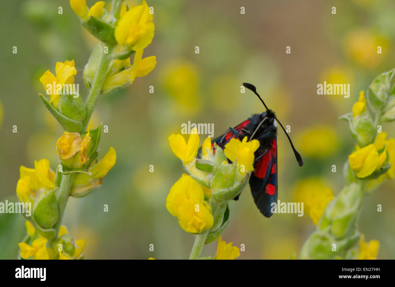 Yellow spotted moth hi-res stock photography and images - Alamy