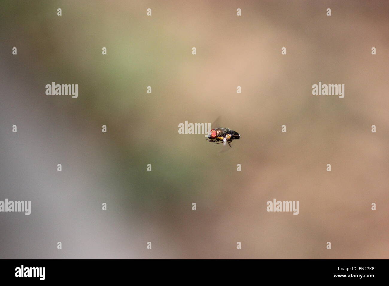 Insect buzz hi-res stock photography and images - Alamy