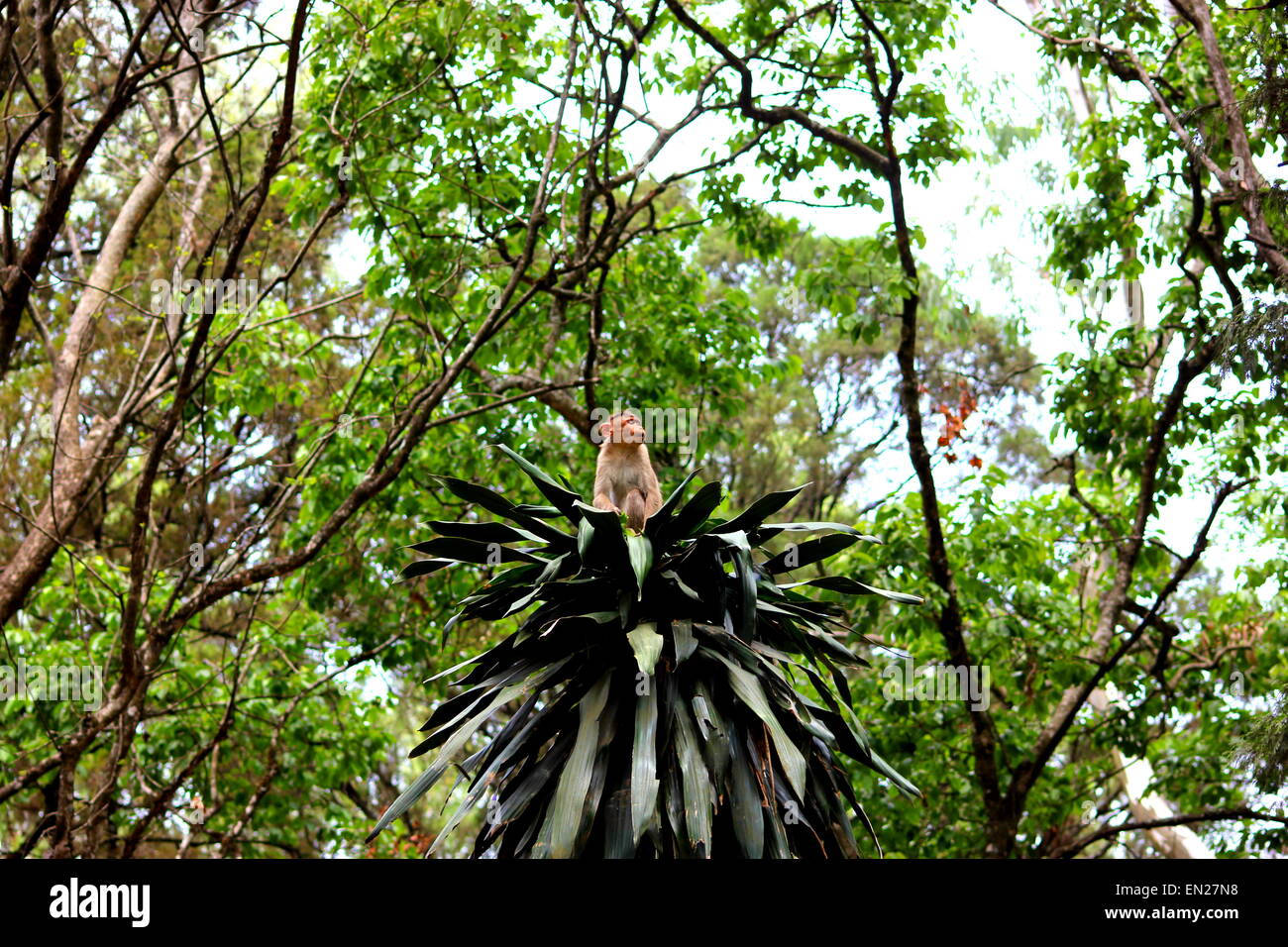 Monkey tree top hi-res stock photography and images - Alamy