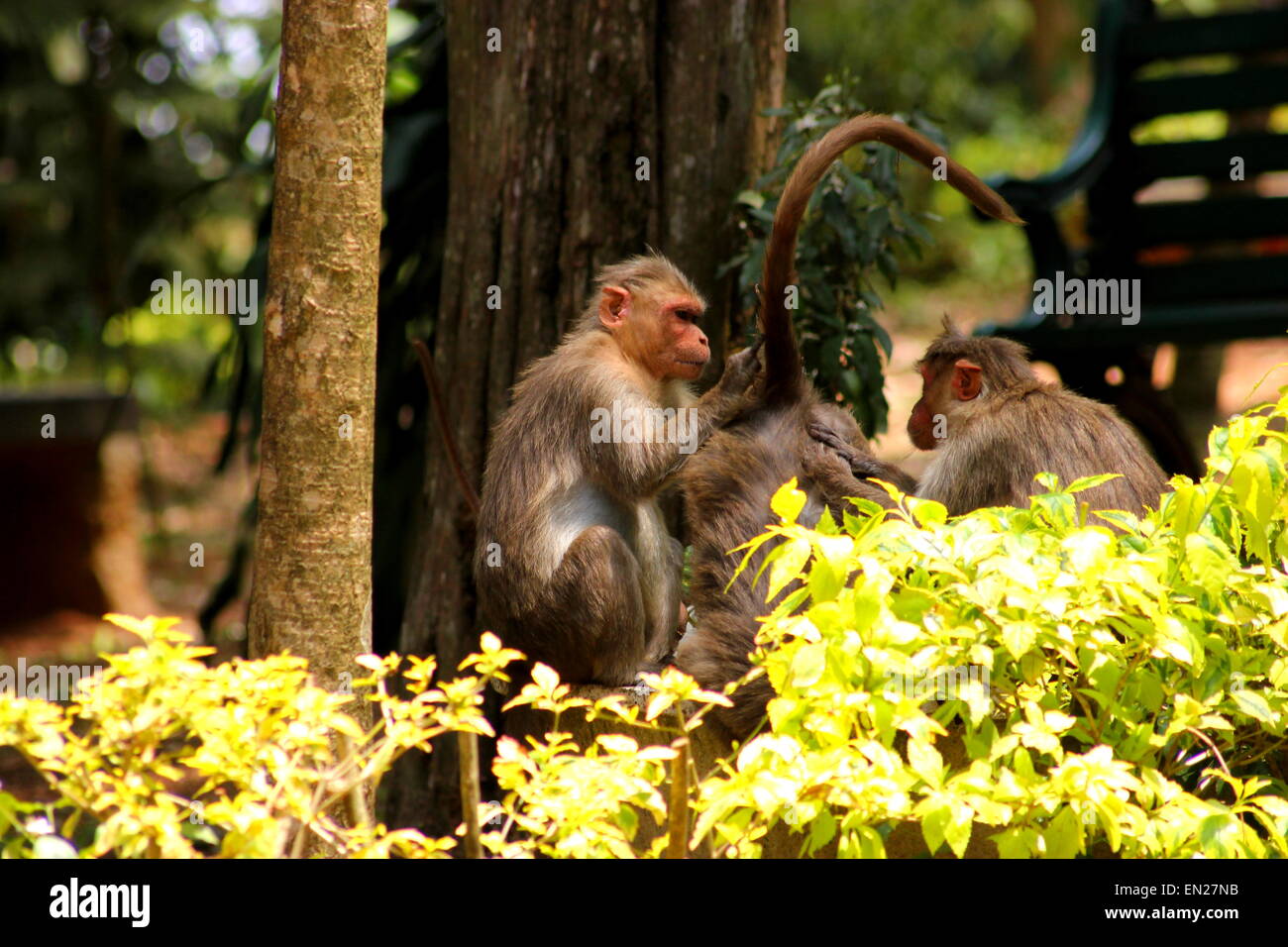 Primate grooming hi-res stock photography and images - Alamy