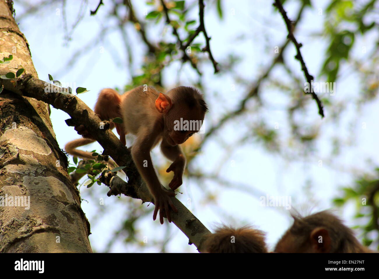 Climbing macaque hi-res stock photography and images - Alamy