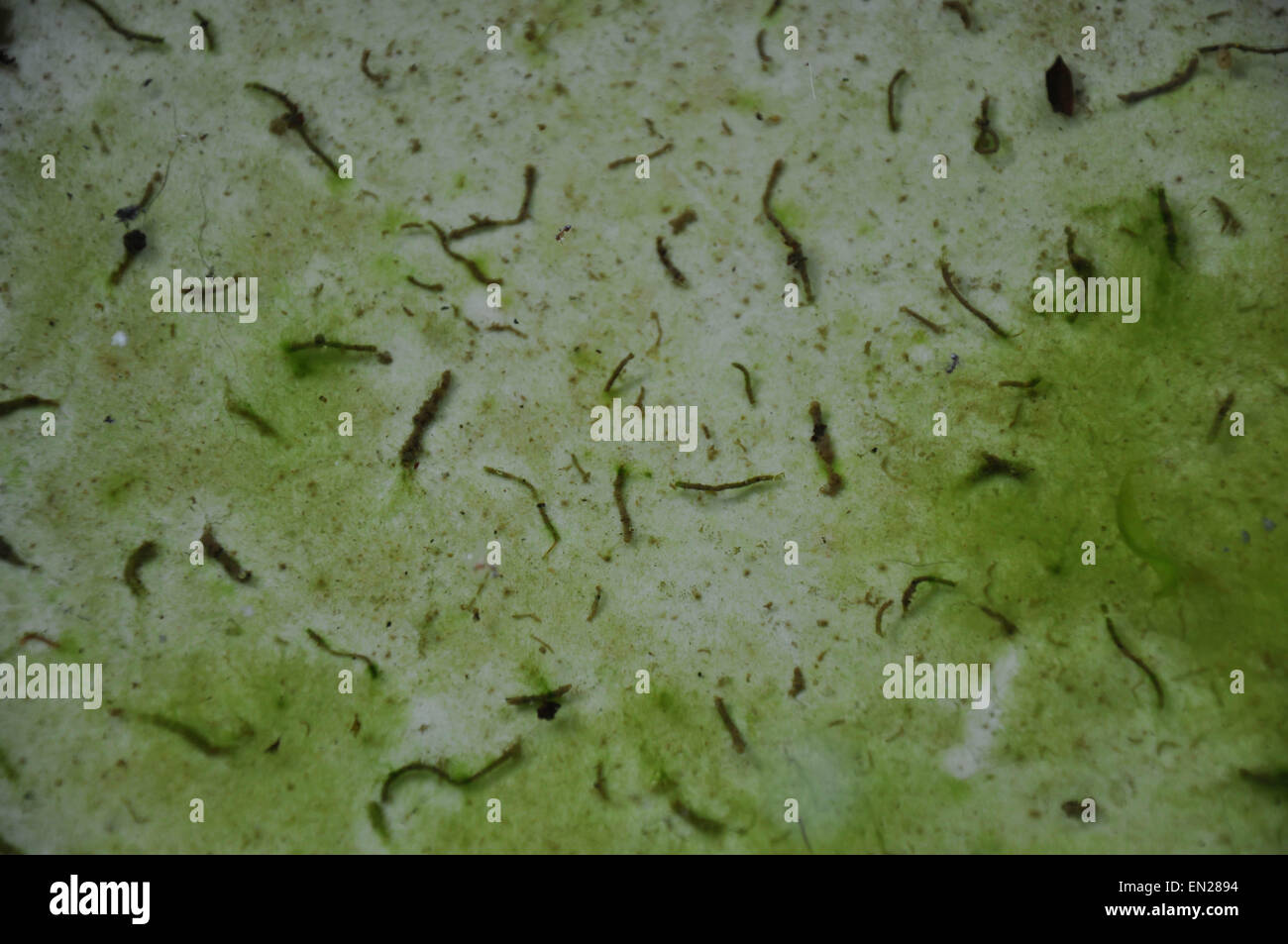 green algae texture and background Stock Photo - Alamy