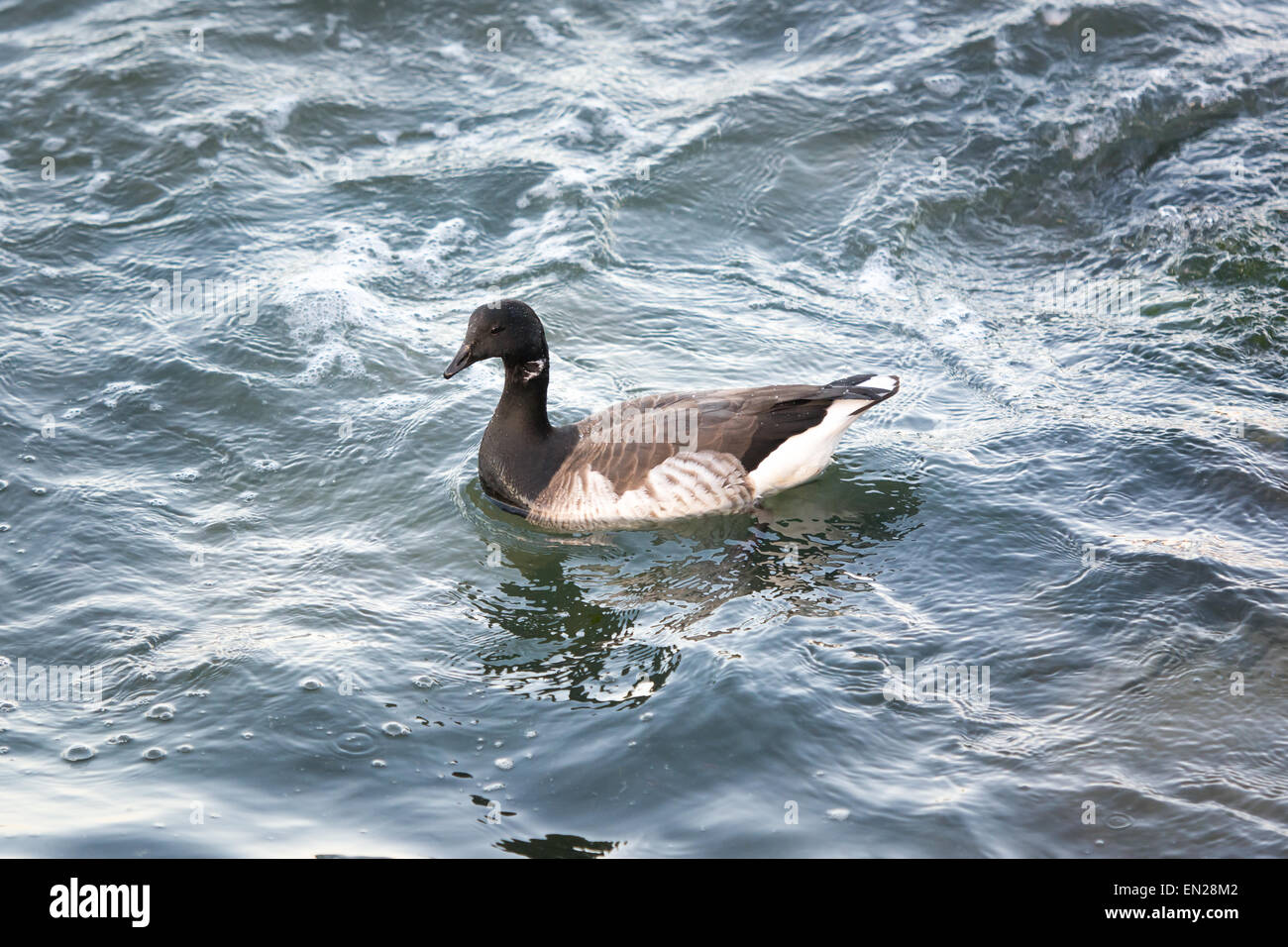 Brant goose hi-res stock photography and images - Alamy