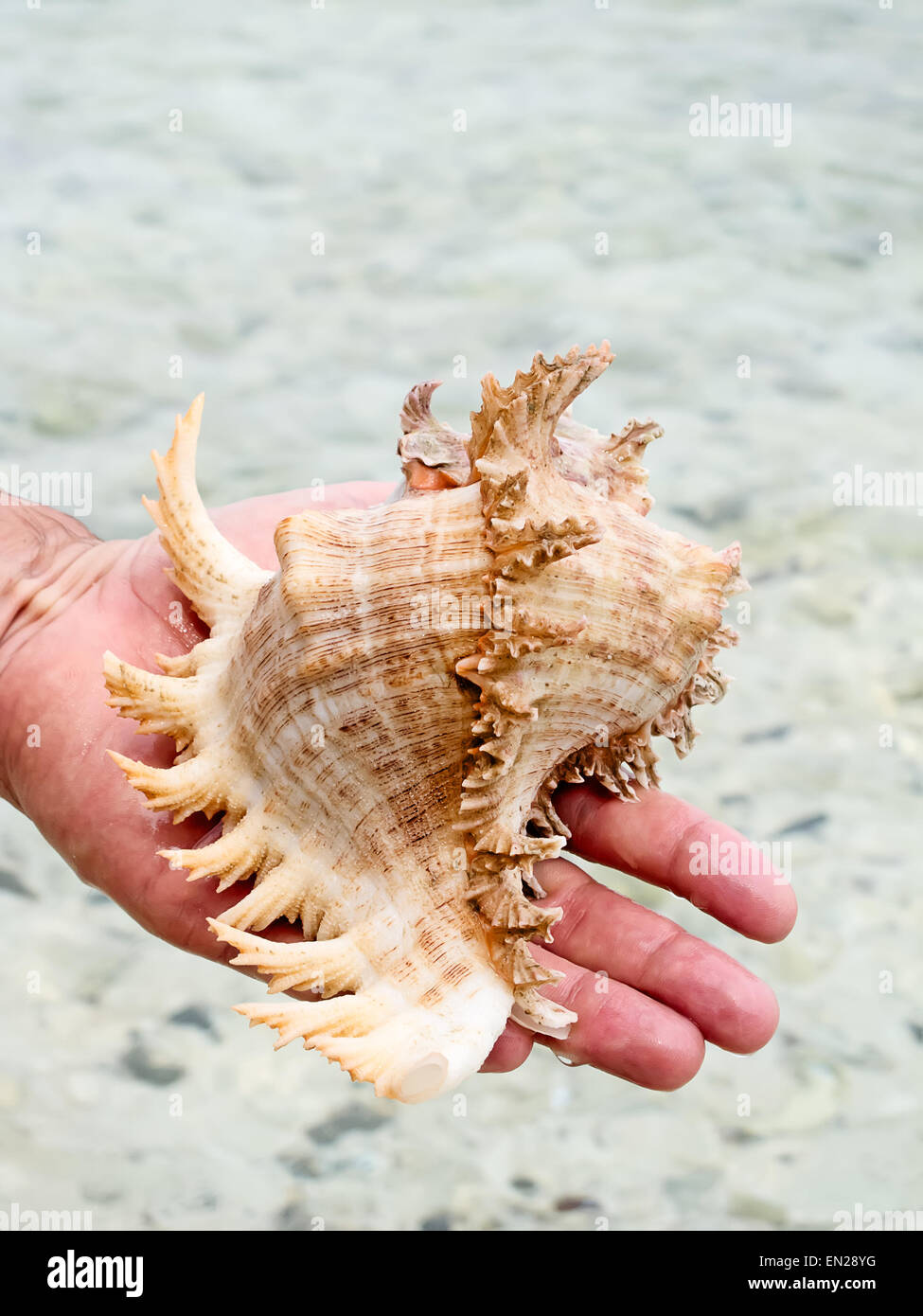 Sea shell on the shore Stock Photo - Alamy