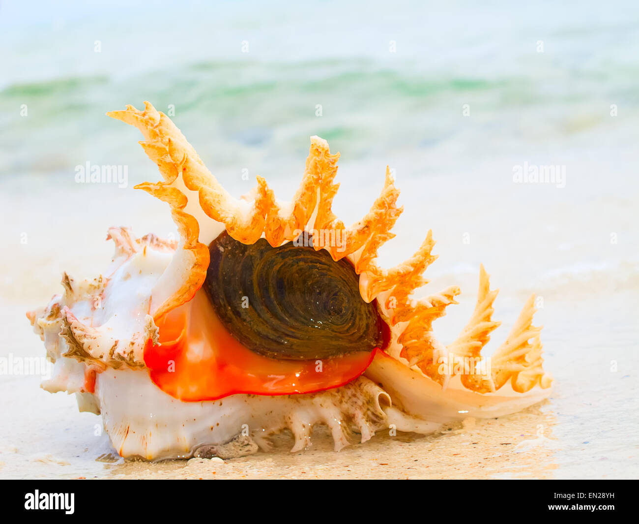 Sea shell on the shore Stock Photo - Alamy