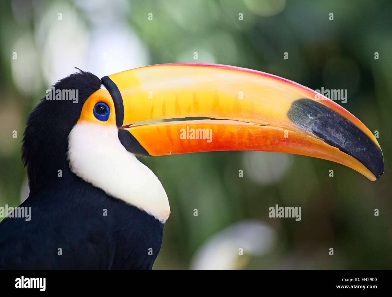 Colorful tucan in the aviary Stock Photo - Alamy