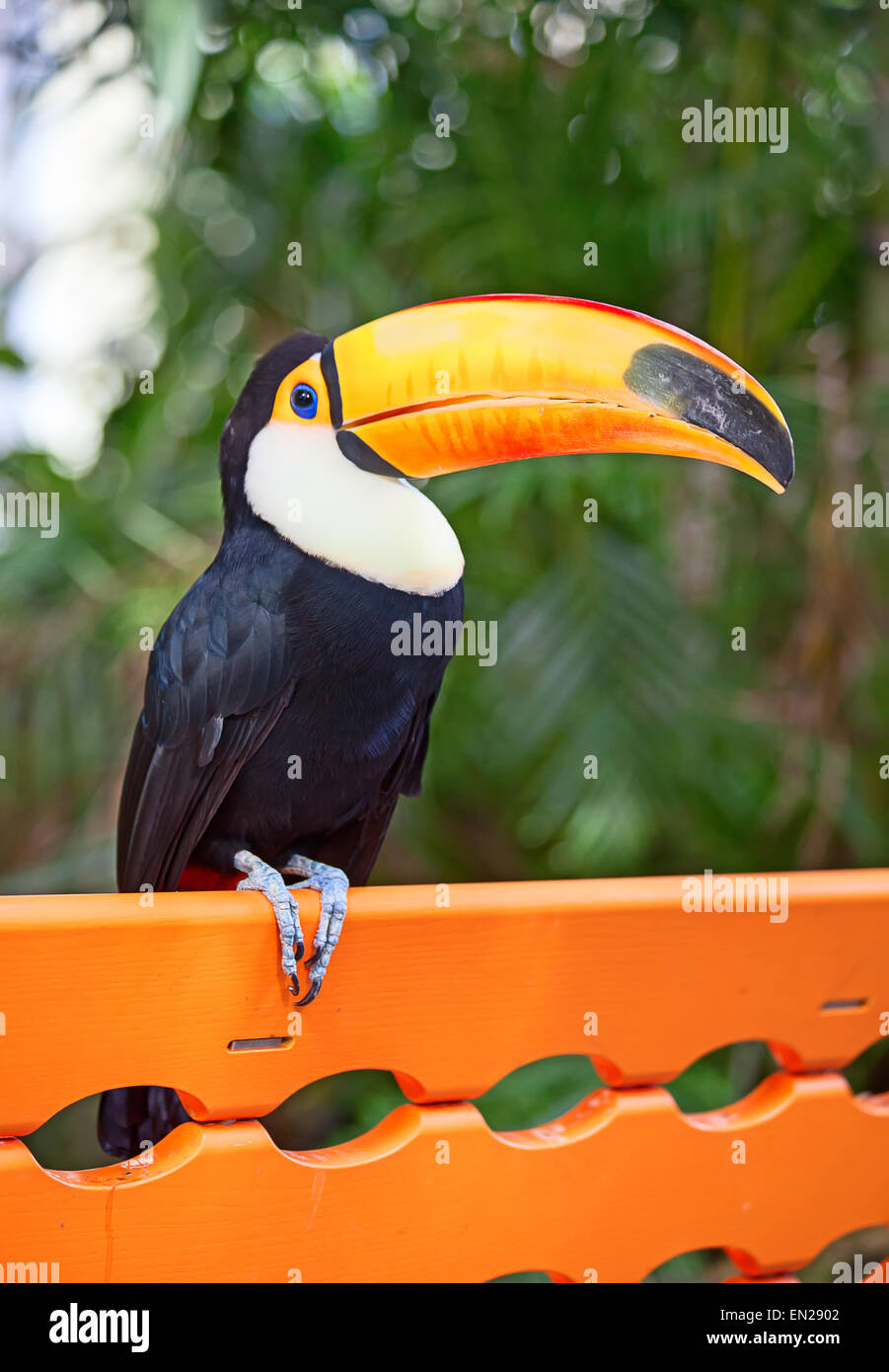 Colorful tucan in the aviary Stock Photo - Alamy