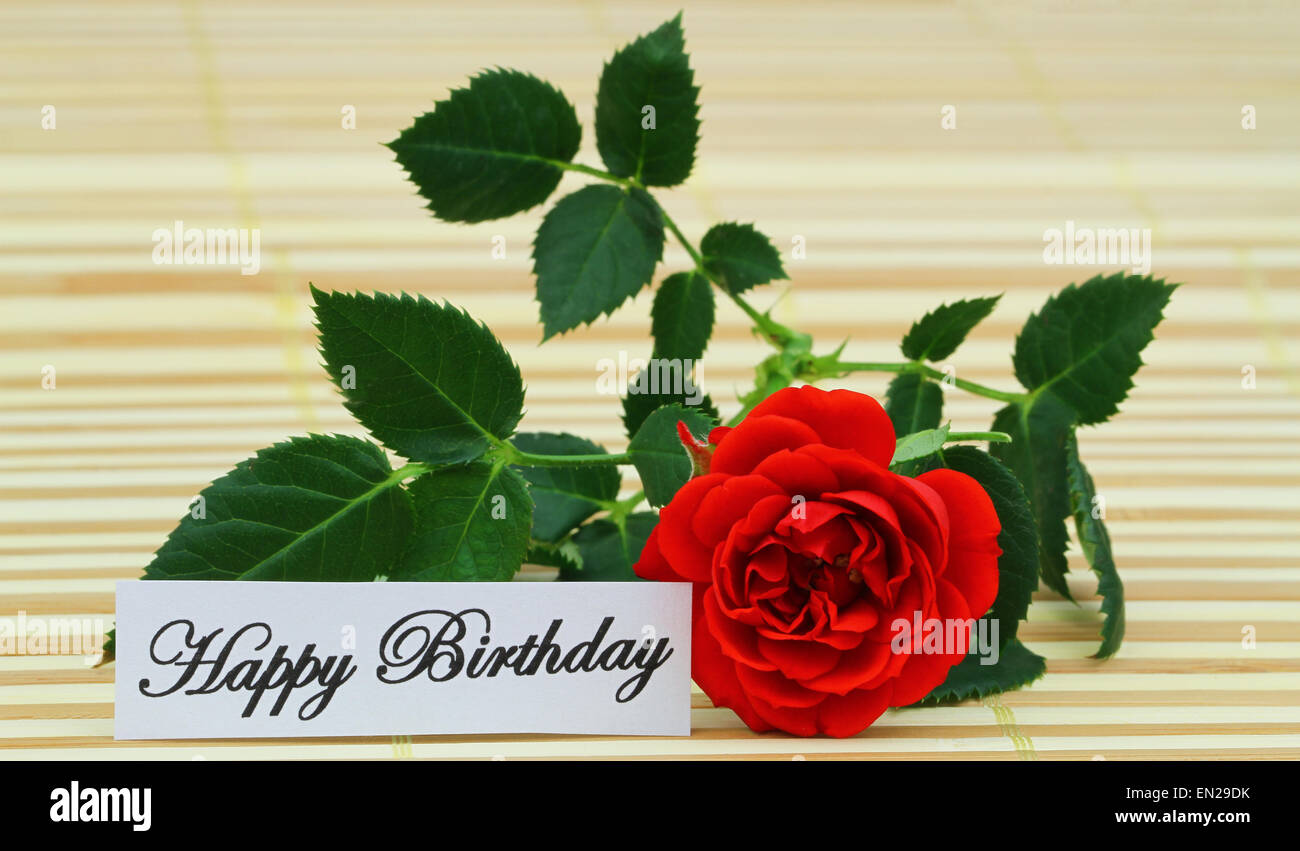 Happy Birthday card with red wild rose Stock Photo - Alamy