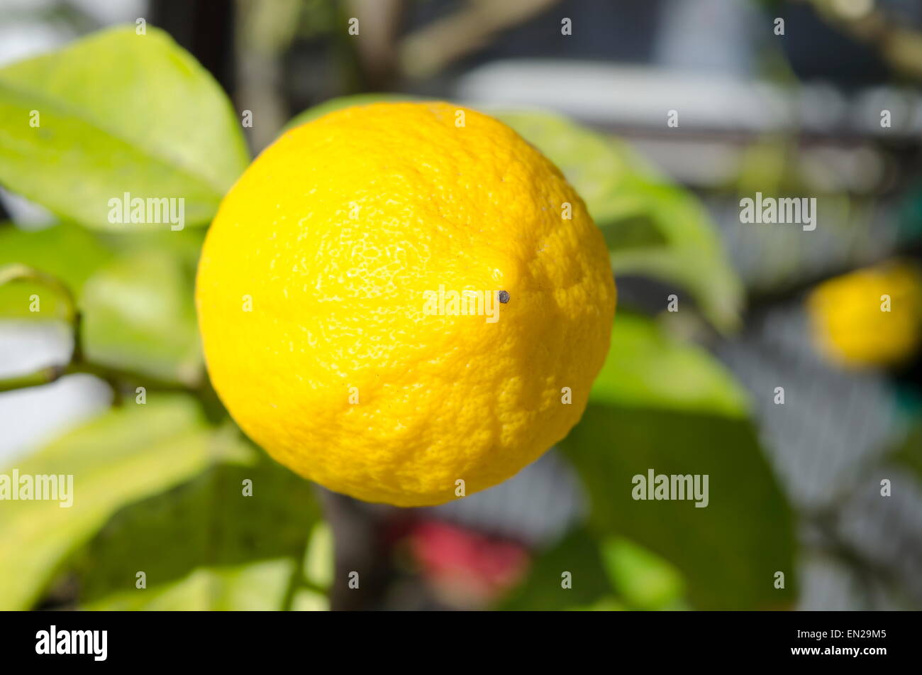 Lemon growing on a lemon tree in the yard Stock Photo - Alamy