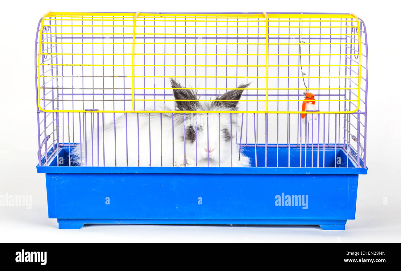 decorative rabbit in a cage on white background Stock Photo - Alamy