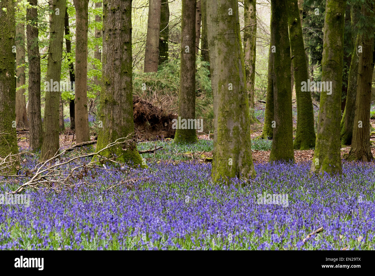 Grovely hi-res stock photography and images - Alamy