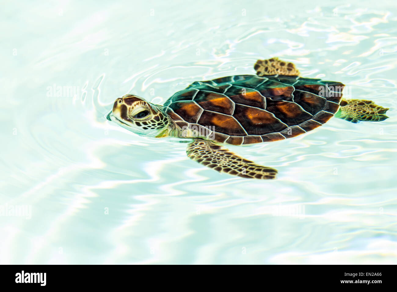 Cute Baby Sea Turtle Swimming