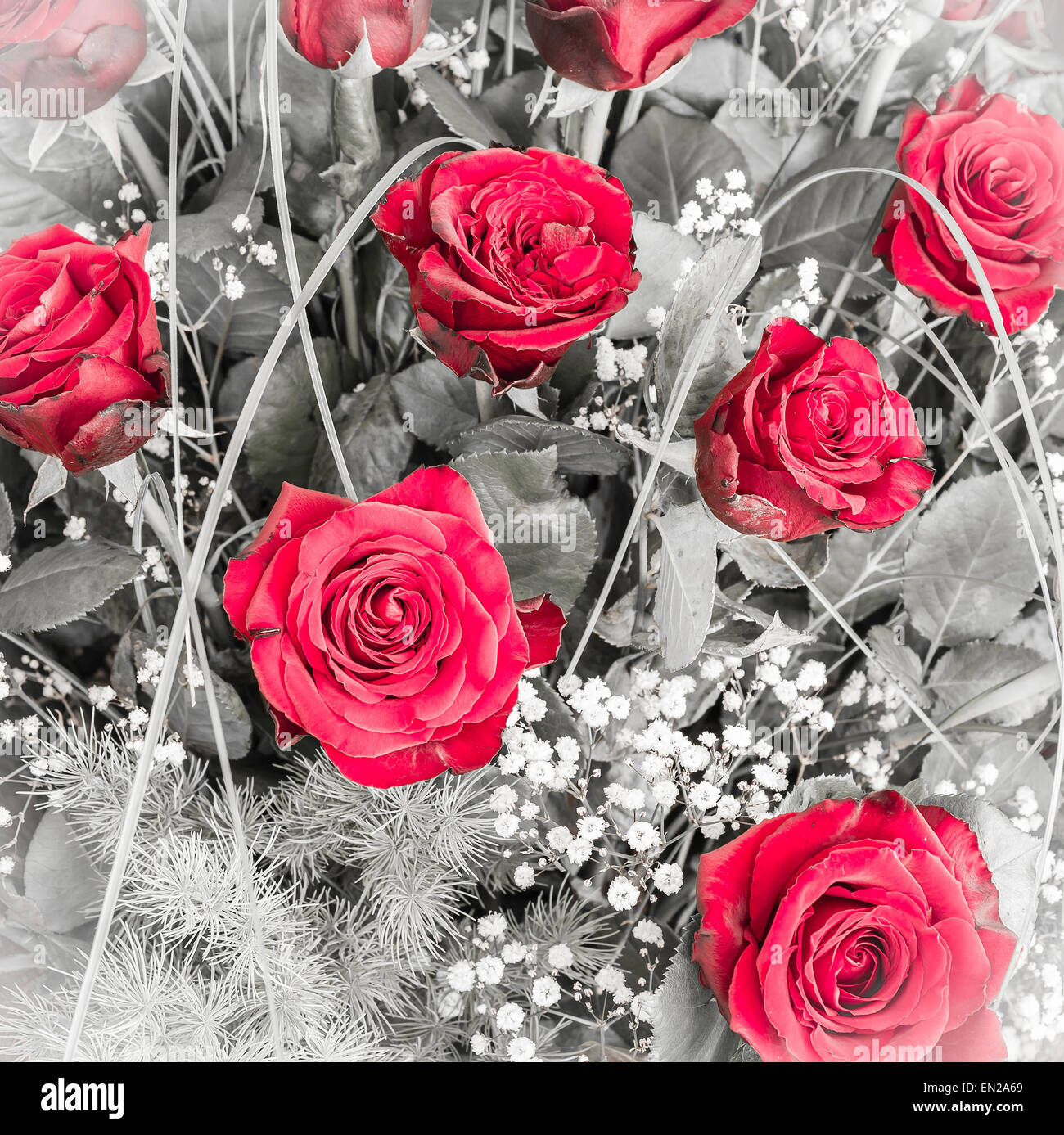 Closeup of beautiful freshly cut red roses bouquet Stock Photo - Alamy