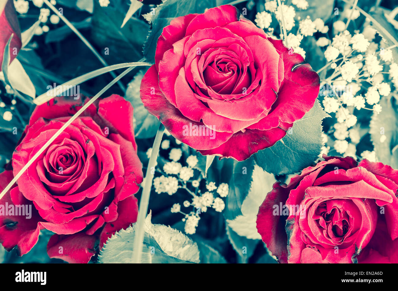 Closeup of beautiful freshly cut red roses bouquet Stock Photo - Alamy