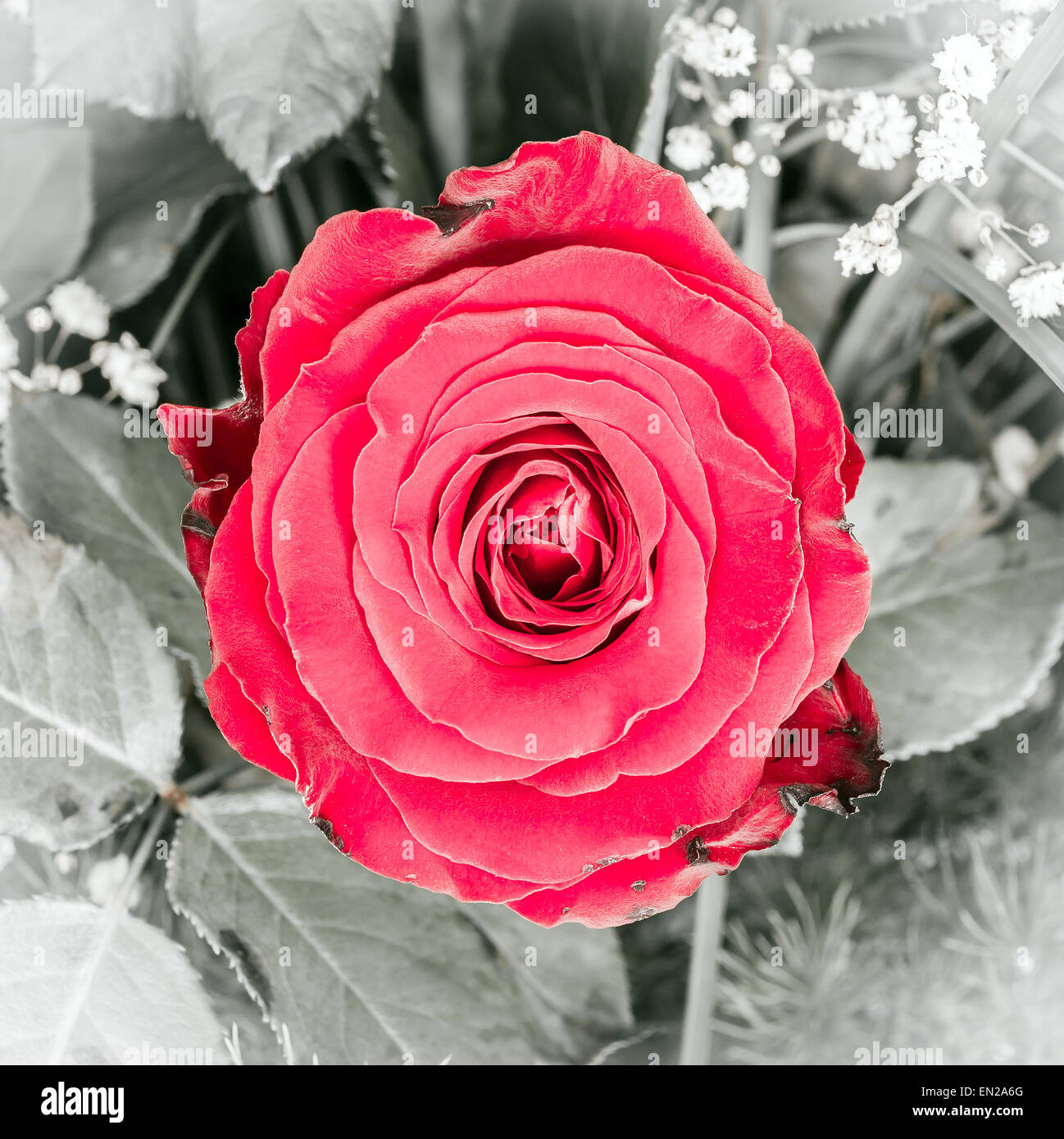 Close up roses natural flowers love hi-res stock photography and images ...
