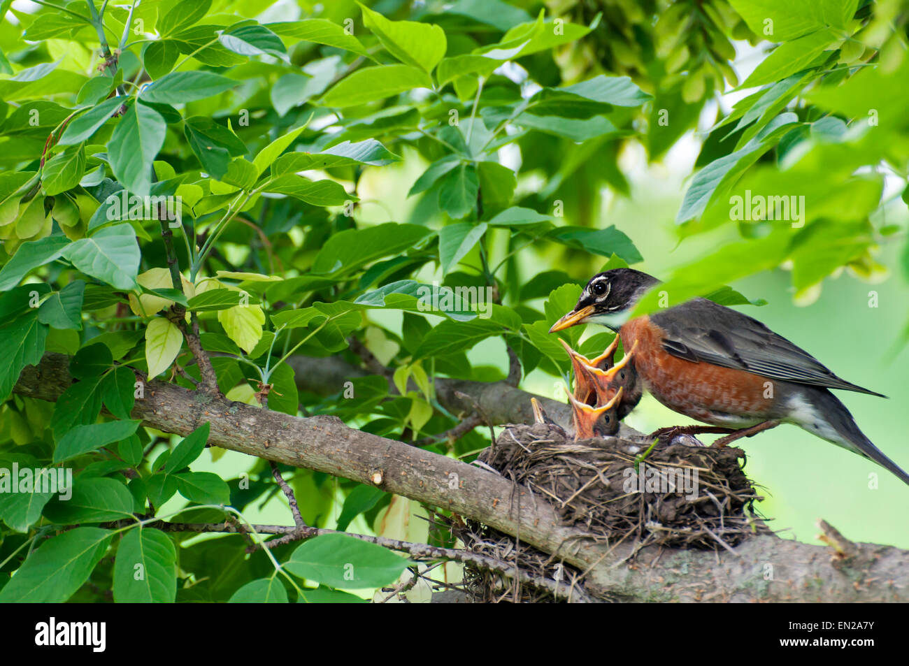 Mother robin hi-res stock photography and images - Alamy