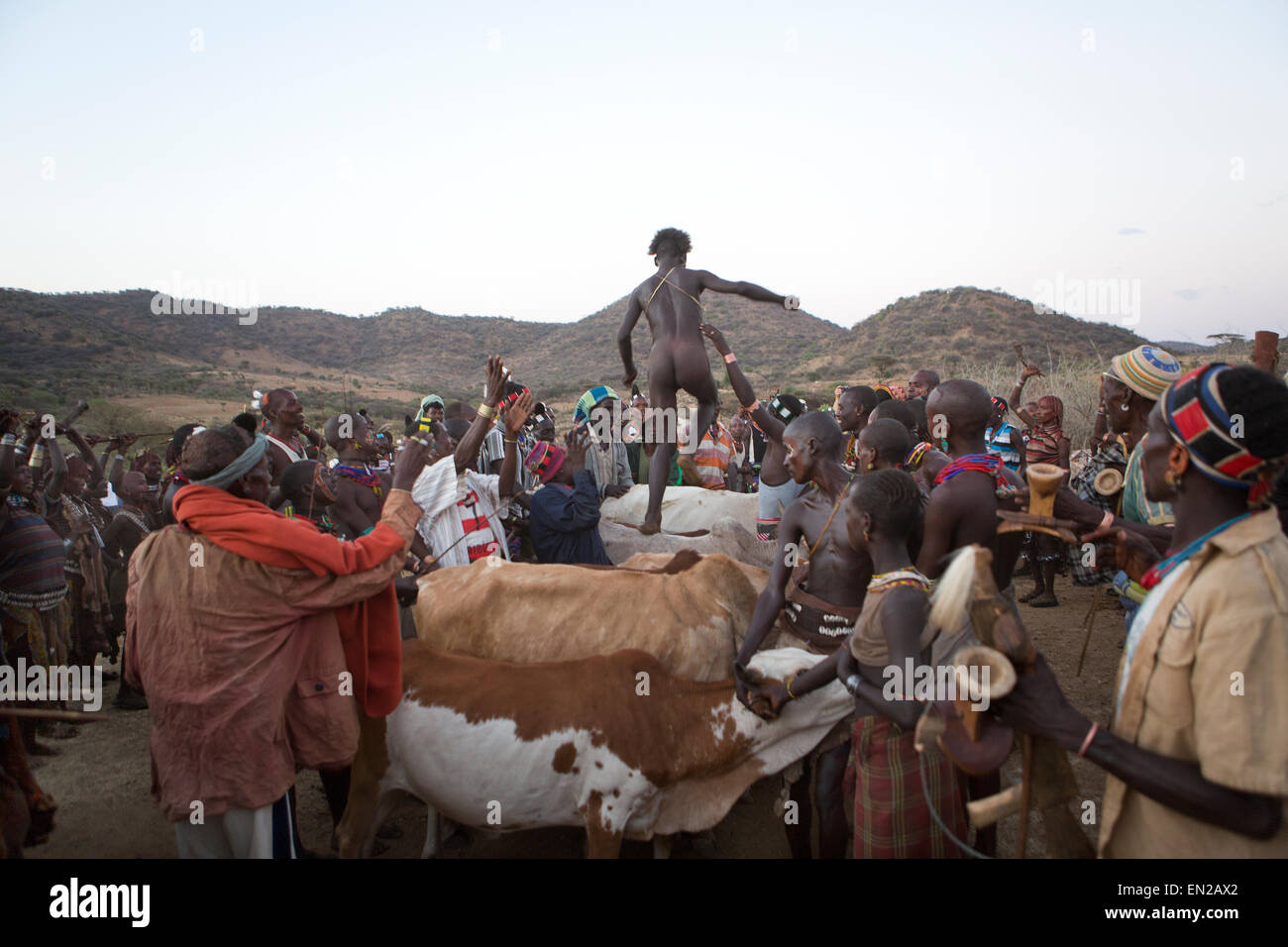 Cow Jumping Stock Photos & Cow Jumping Stock Images - Alamy