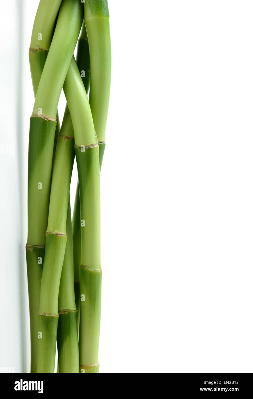 bamboo stem on white background Stock Photo - Alamy