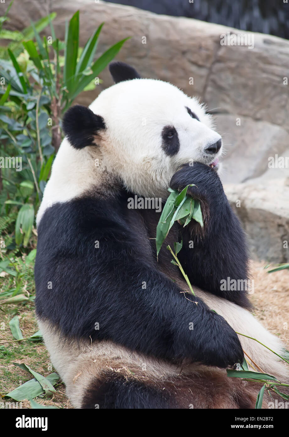 Giant panda bear eating bamboo leafs Stock Photo - Alamy