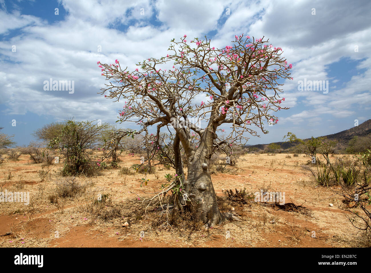 Elephant foot tree hi-res stock photography and images - Alamy