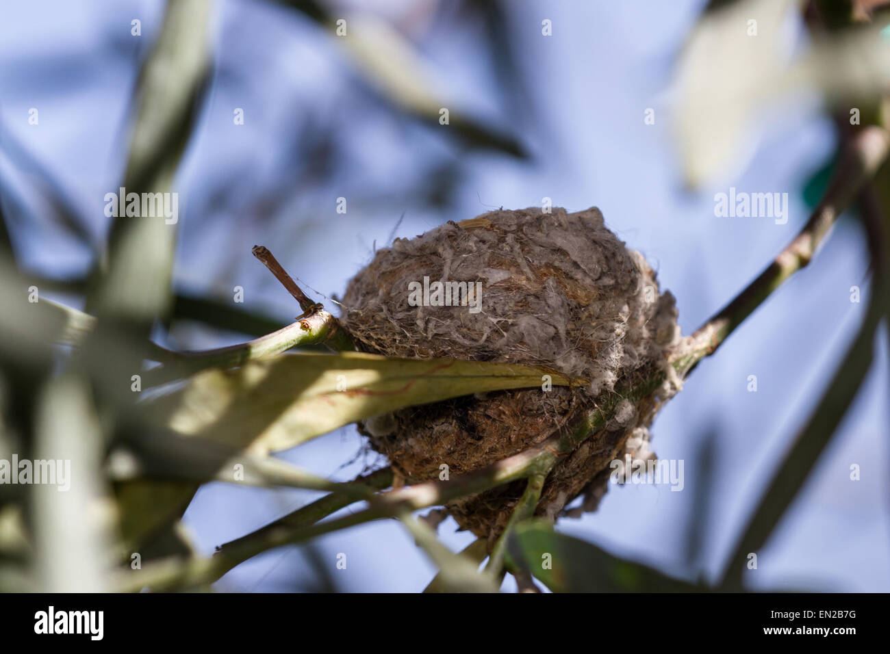 Hummingbird nest spider hi-res stock photography and images - Alamy