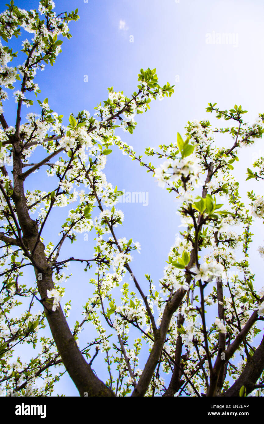 White cherry tree blossoms Stock Photo - Alamy