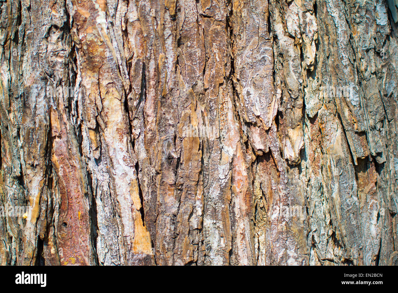 Wood Background brown and orange tree bark Stock Photo - Alamy