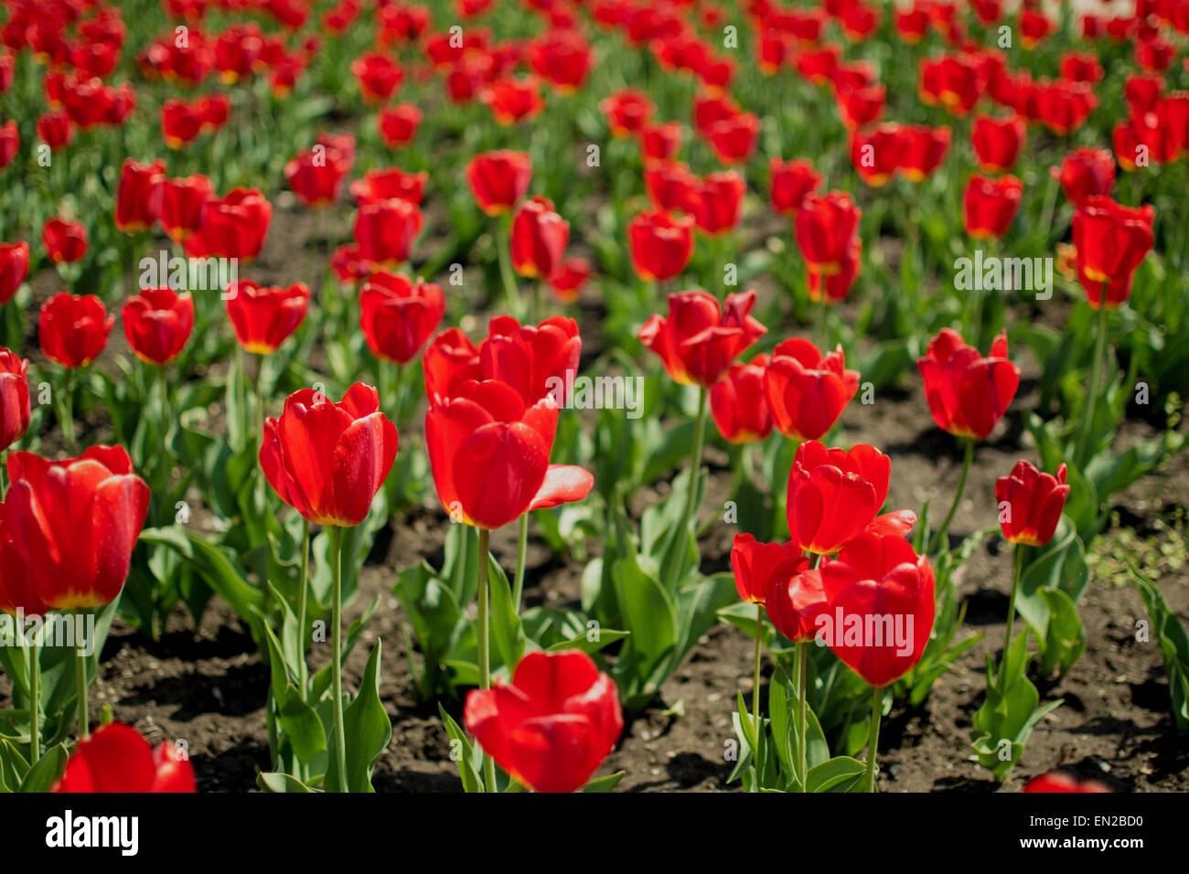 Red tulip flower border in the spring background Stock Photo - Alamy