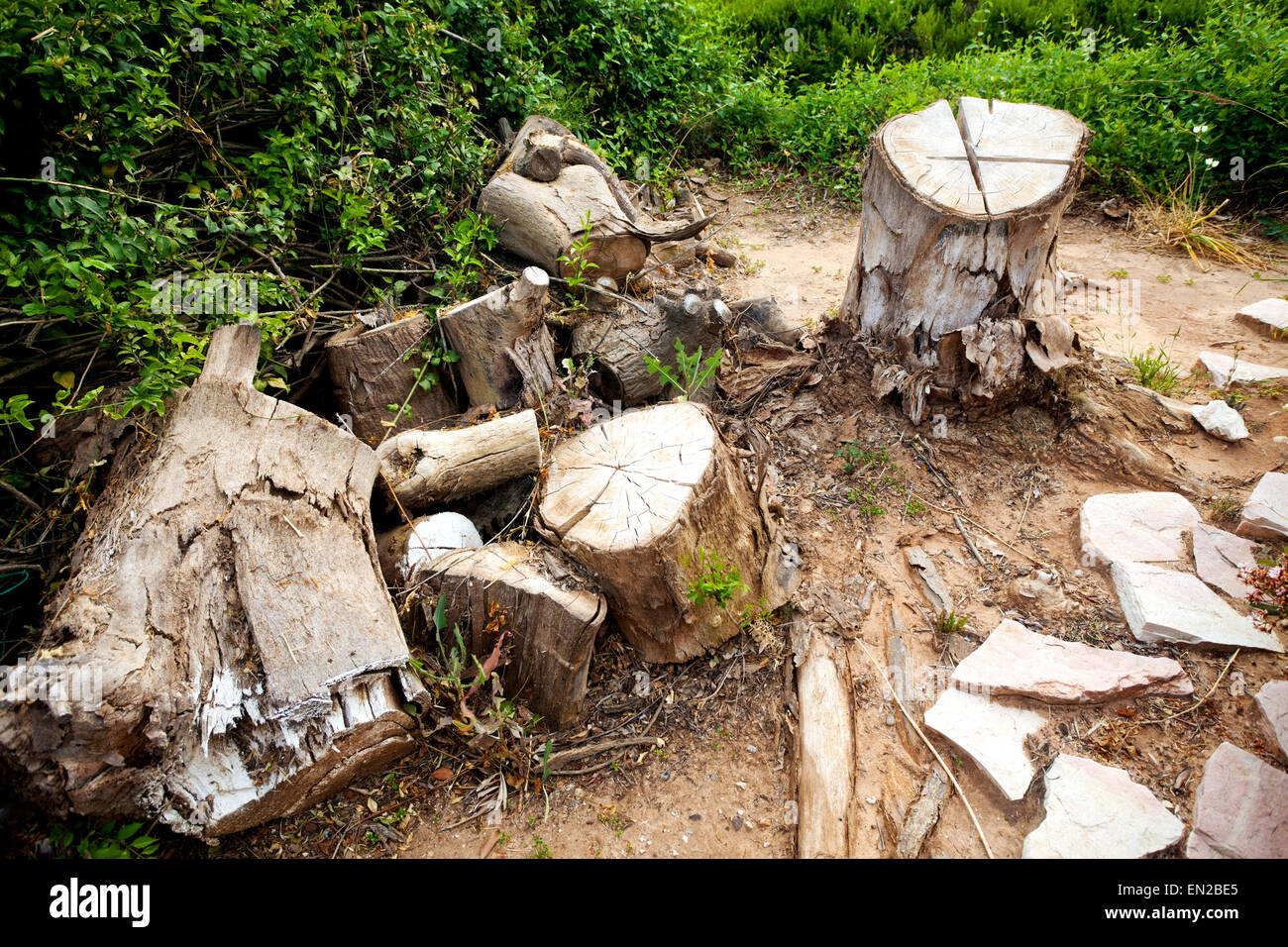 Old lumber collection place with remaining stumps Stock Photo - Alamy