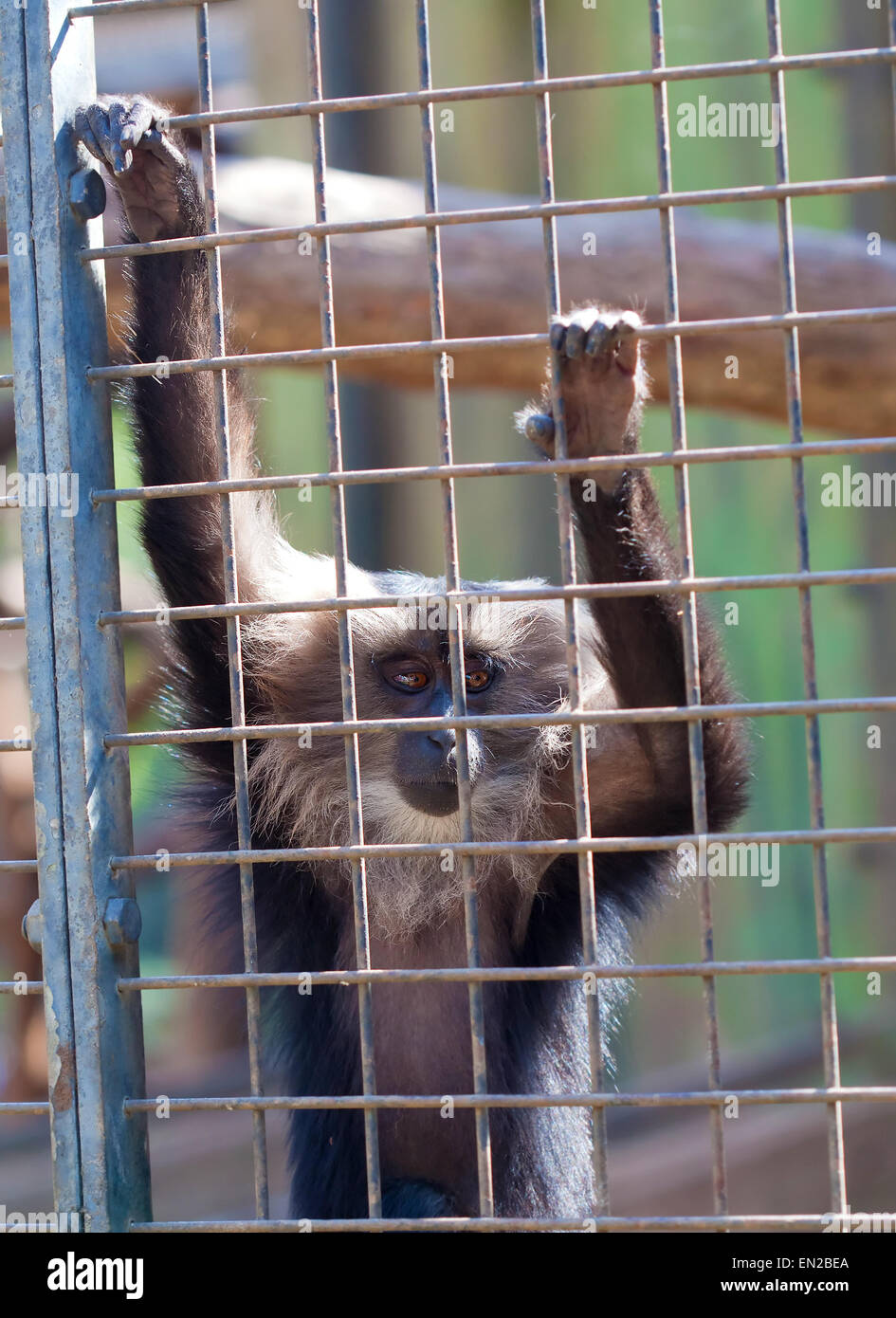 Monkey hanging hi-res stock photography and images - Alamy