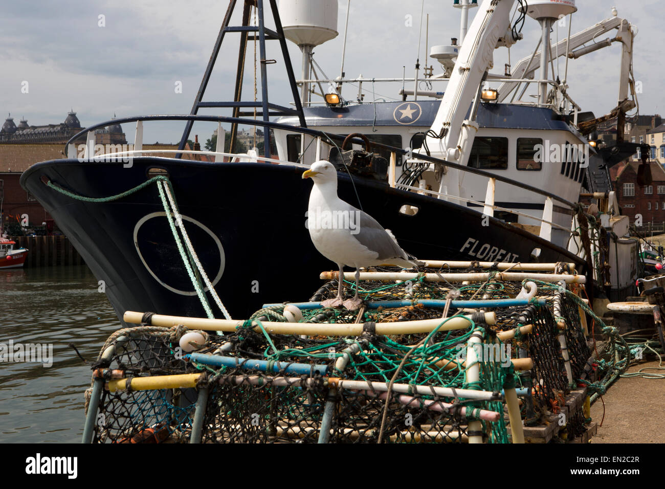 UK, England, Yorkshire, Scarborough, seagull on quayside lobster pots ...