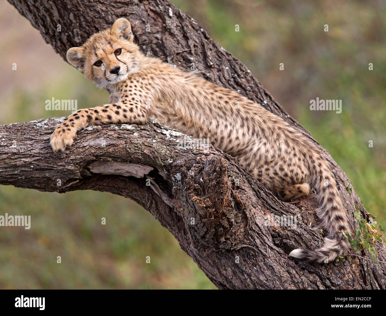 Cheetah cub lying on tree branch Stock Photo - Alamy