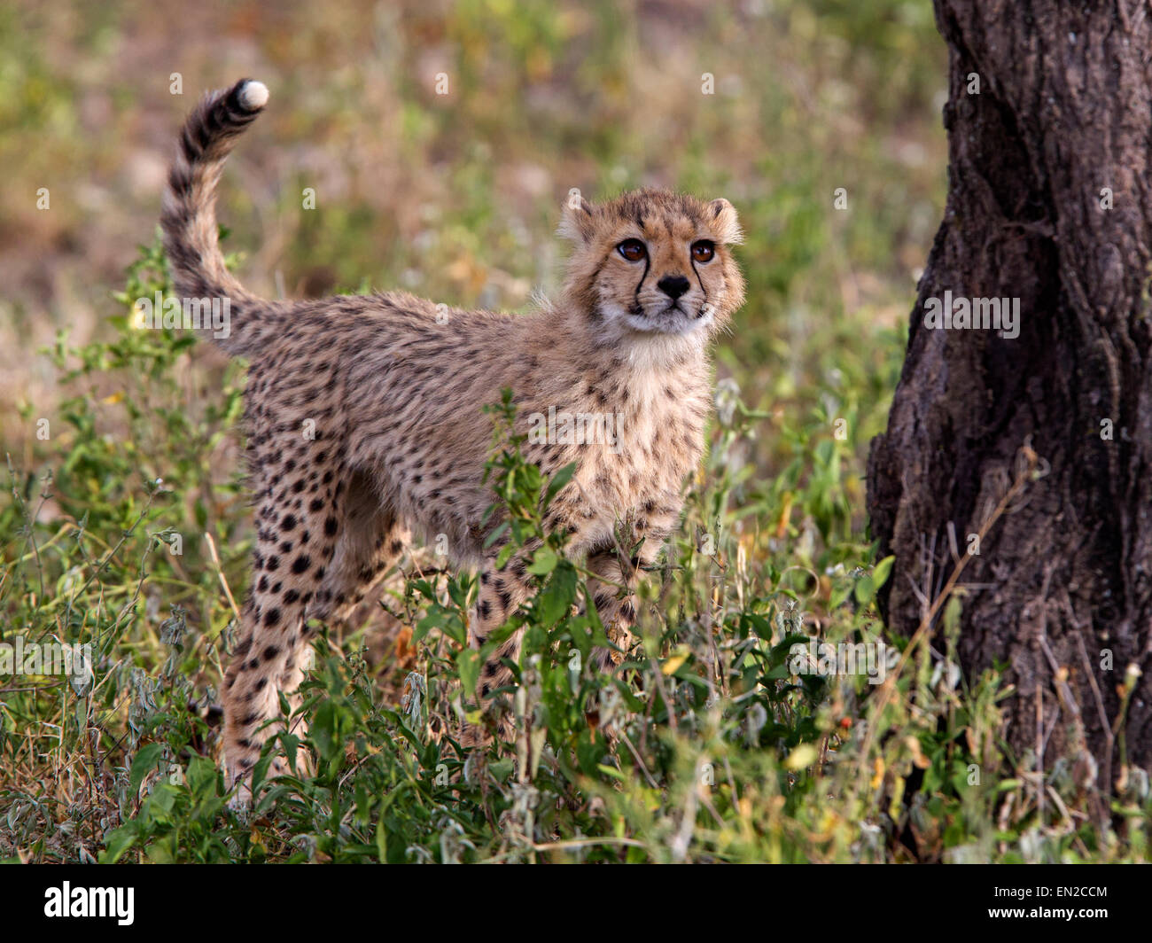 Cheetah cub standing Stock Photo - Alamy