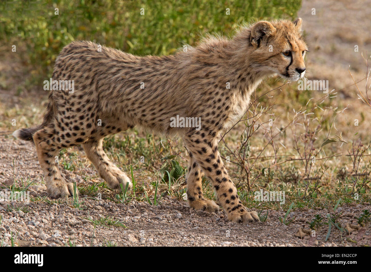 Cheetah cub walking Stock Photo - Alamy