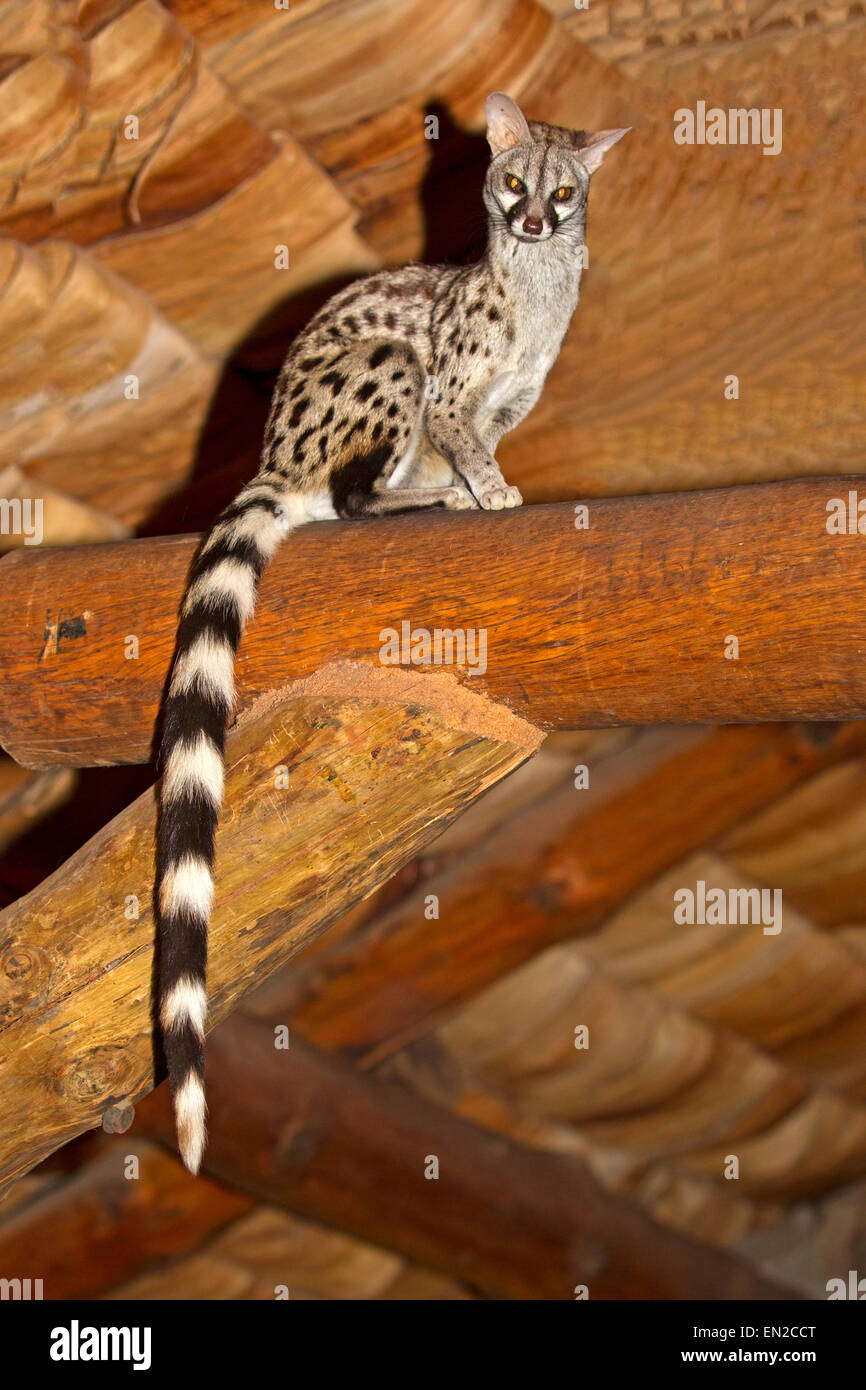 Common genet on roof rafters Stock Photo - Alamy