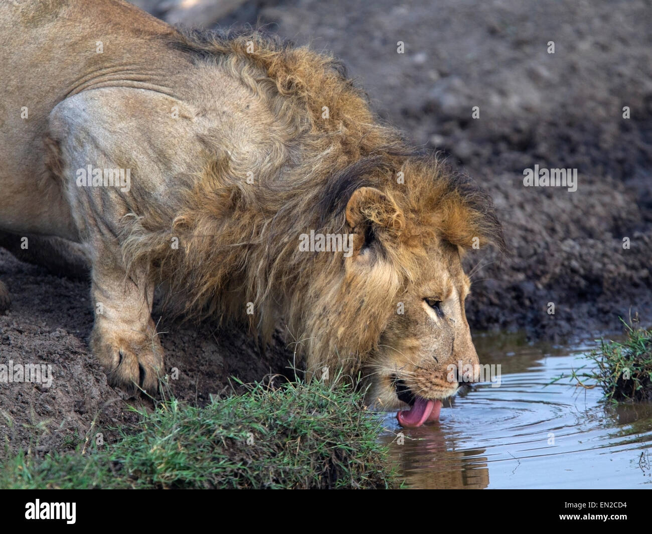 Drinking lion hi-res stock photography and images - Alamy