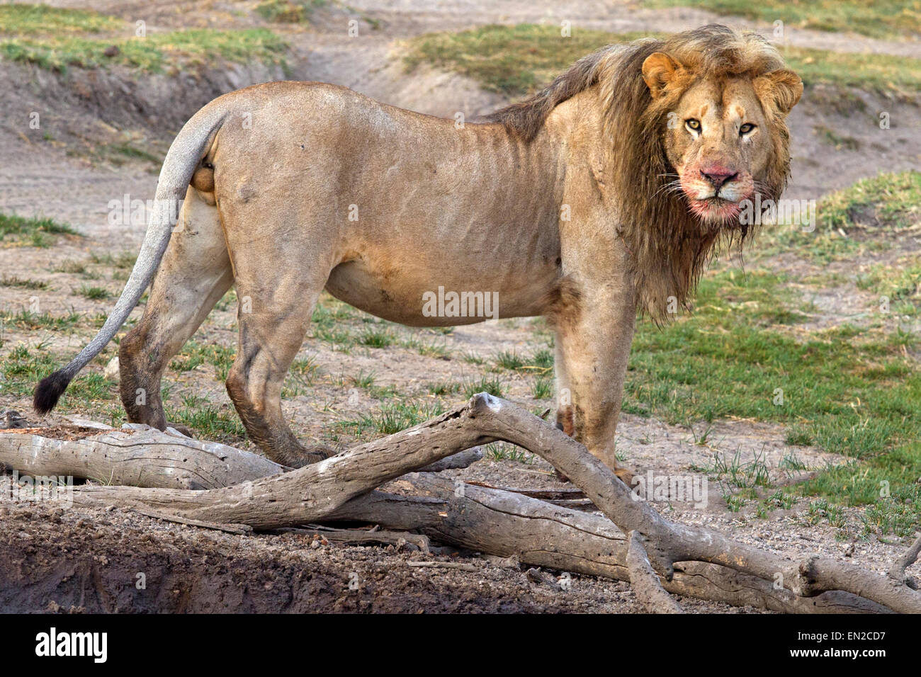 Lion standing hi-res stock photography and images - Alamy