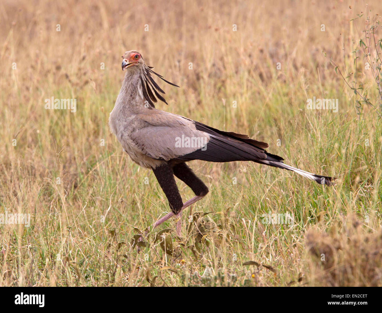 Secretary bird walking Stock Photo - Alamy