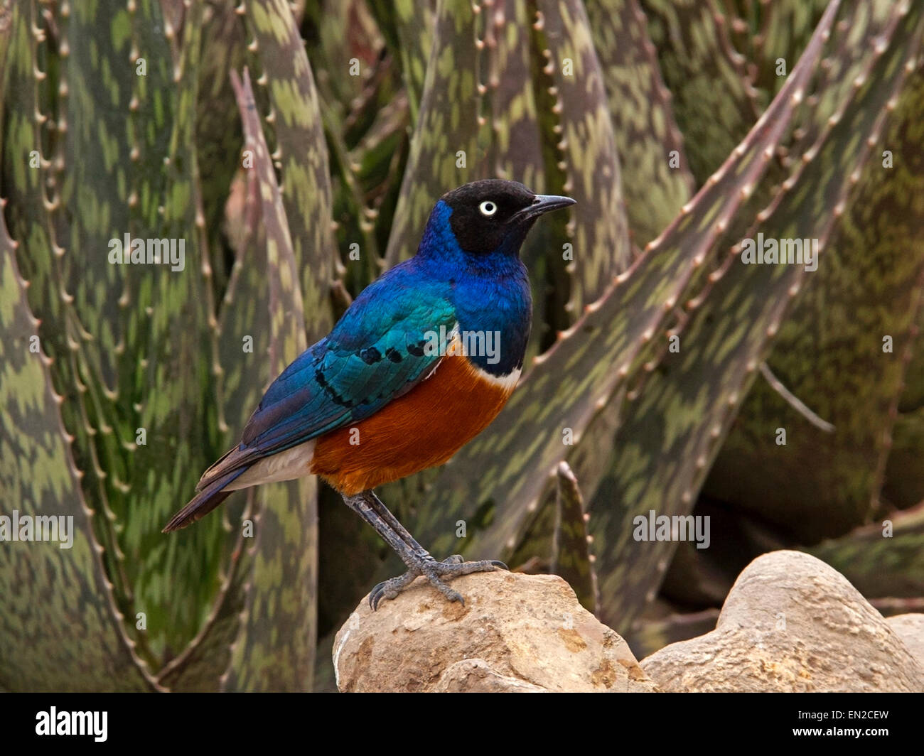 Superb starling hi-res stock photography and images - Alamy