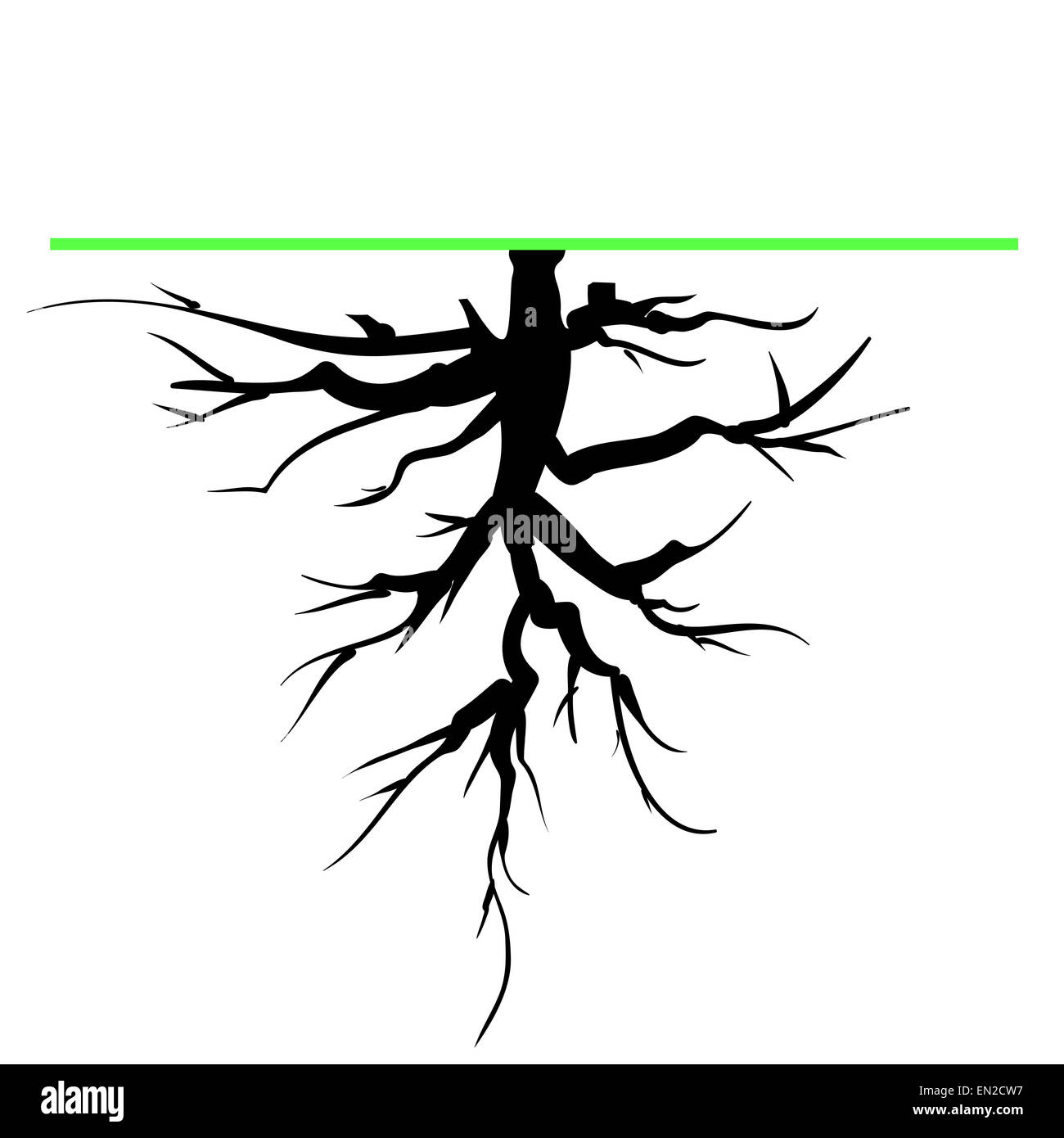 Tree with root system Cut Out Stock Images & Pictures - Alamy